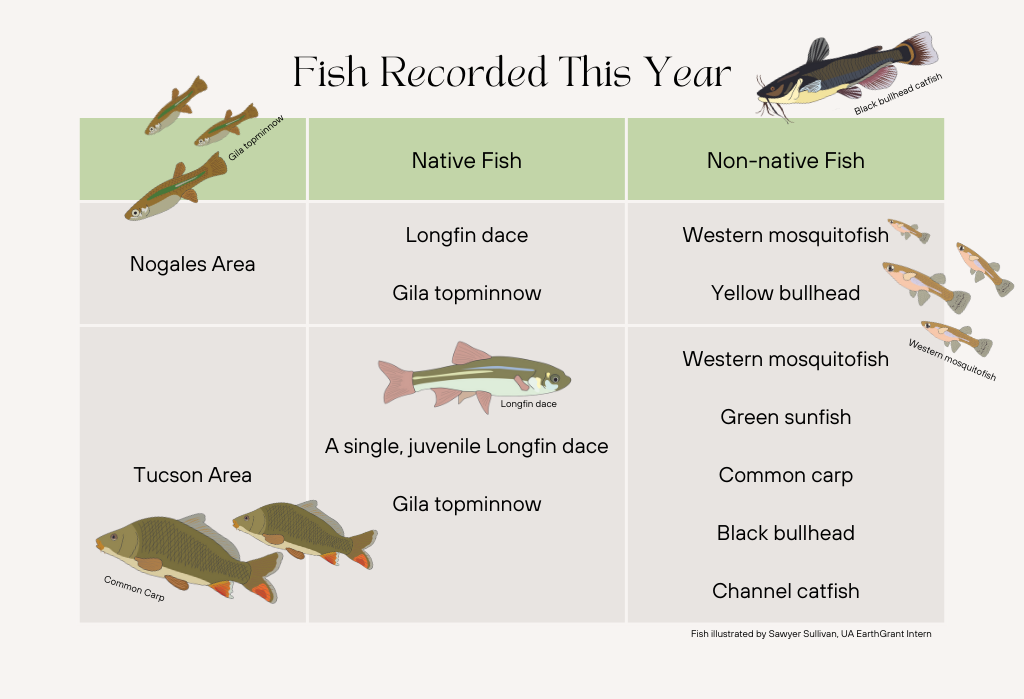 Here Fishy-Fishy! The 2023 SI fish survey | Sonoran Institute