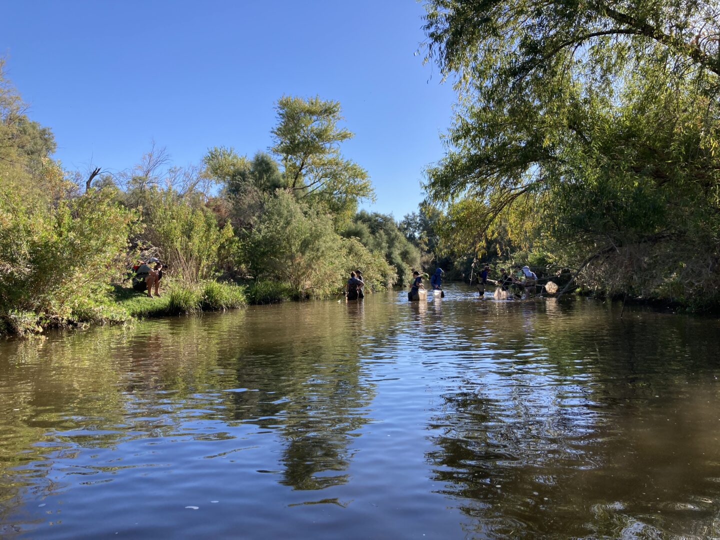 Here Fishy-Fishy! The 2023 SI fish survey | Sonoran Institute