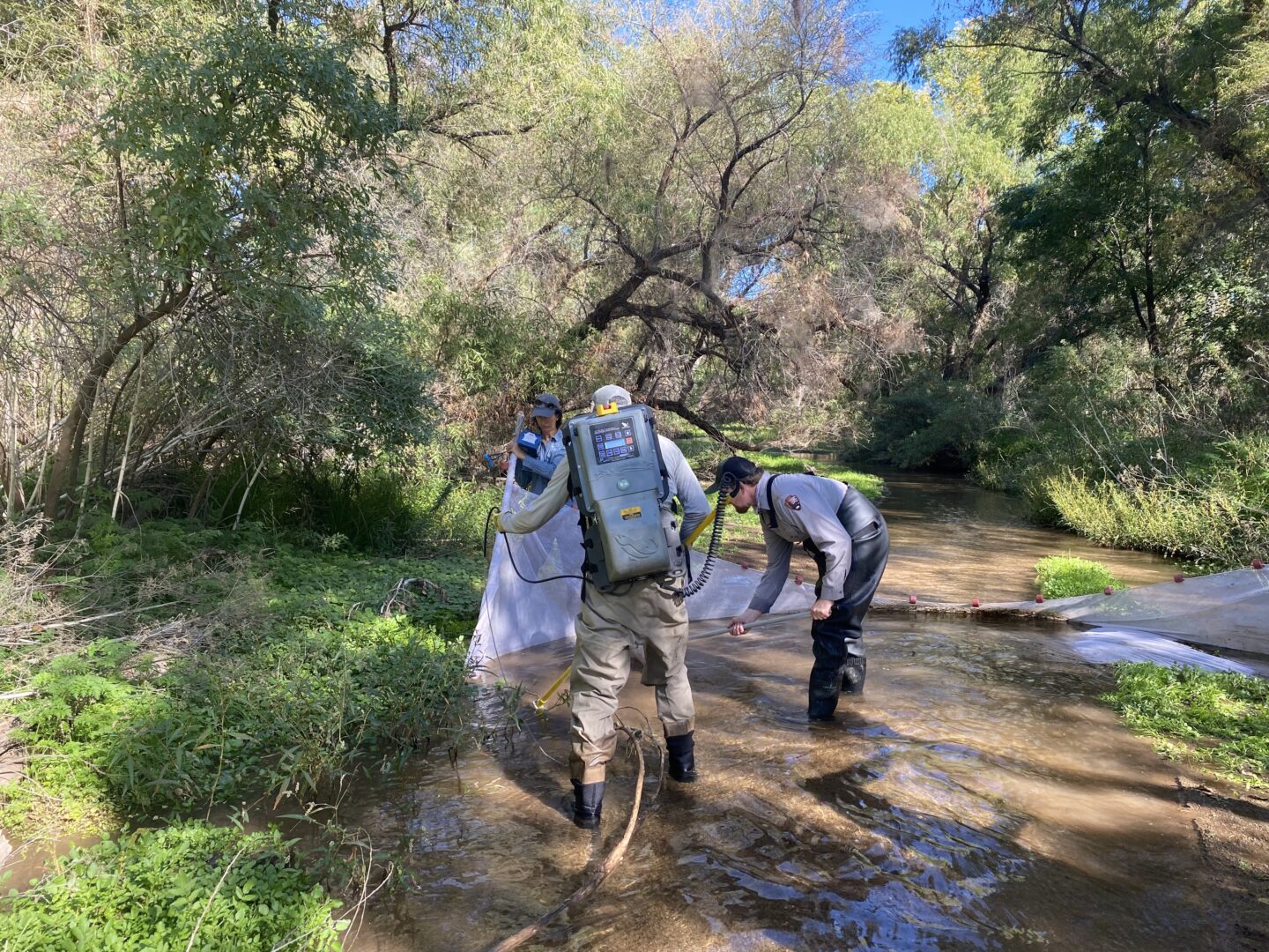Here Fishy-Fishy! The 2023 SI fish survey | Sonoran Institute