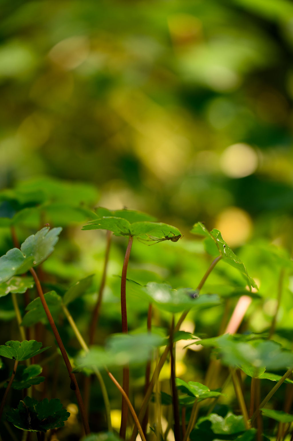 Request for Proposal - Santa Cruz River Restoration Master Plan